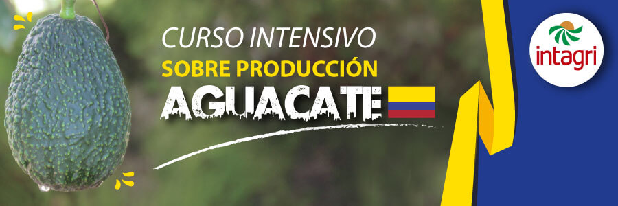 Curso Intensivo sobre Producción de Aguacate en Colombia - Inicio | Intagri S.C.
